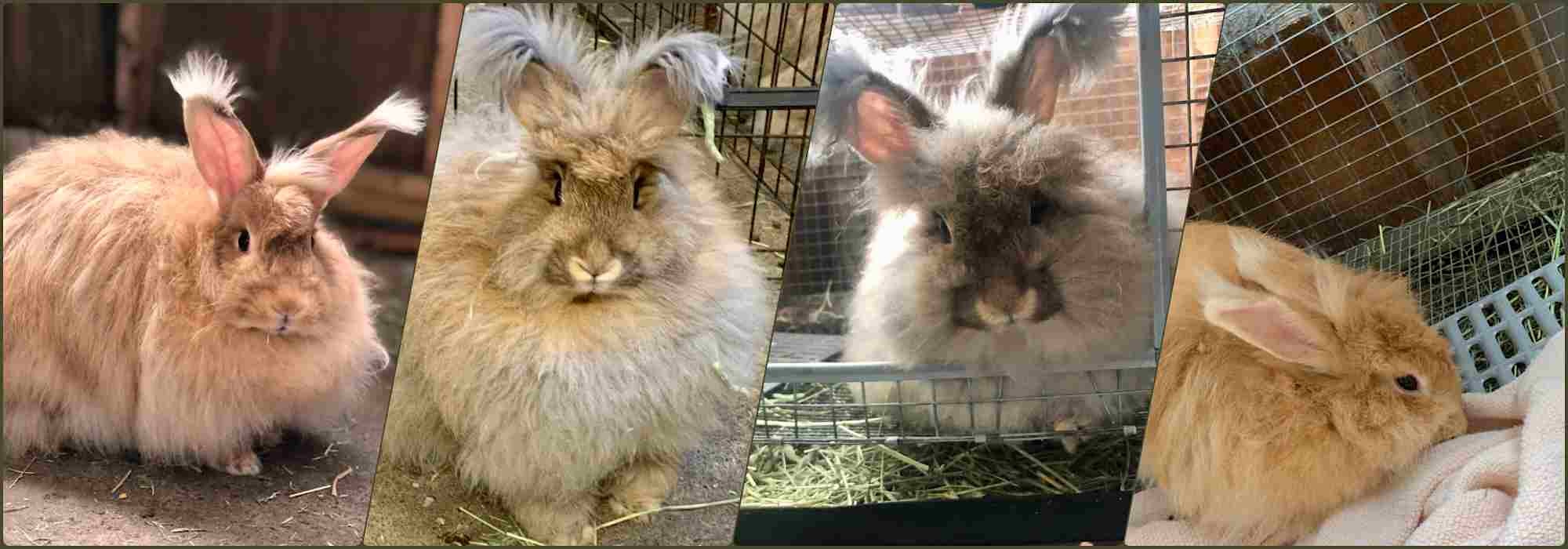 Raw Angora Rabbit Fiber 1oz- Sheeptoshawl.com – Barton River Yarn and ...